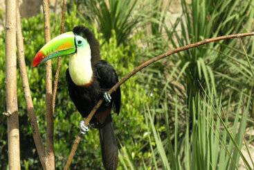 Magic Natura Animal, Waterpark & Polynesian Lodge Resort - Destinia