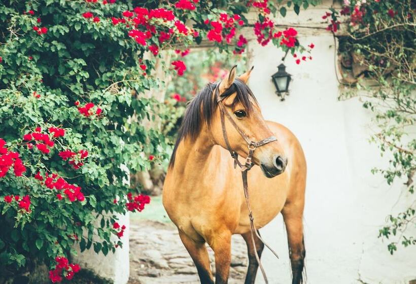 Hotel Hacienda Baza en Tibaná | Destinia